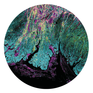 Standard BioTools | Standard BioTools