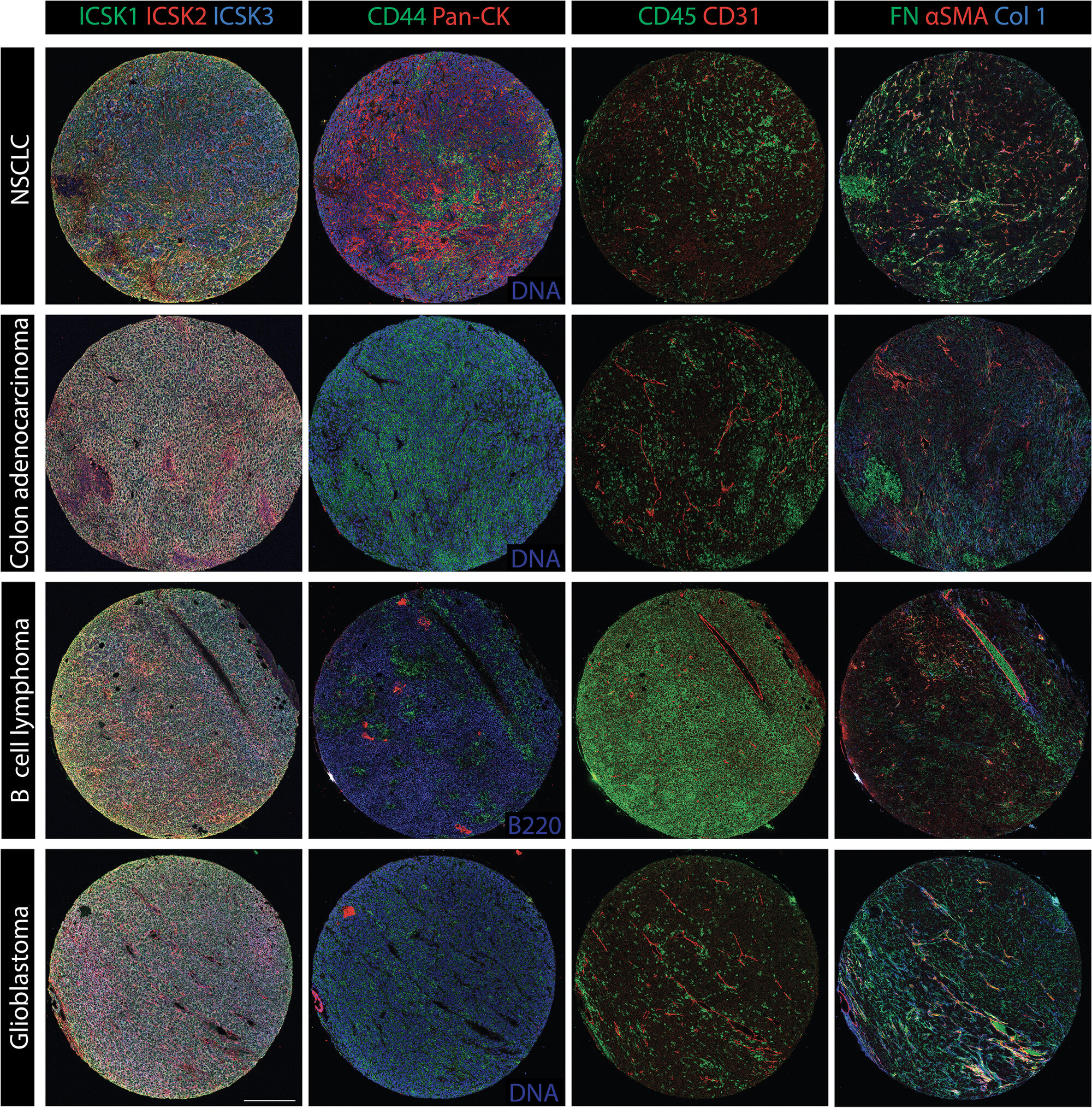 IMC Supplementary Data | Standard BioTools